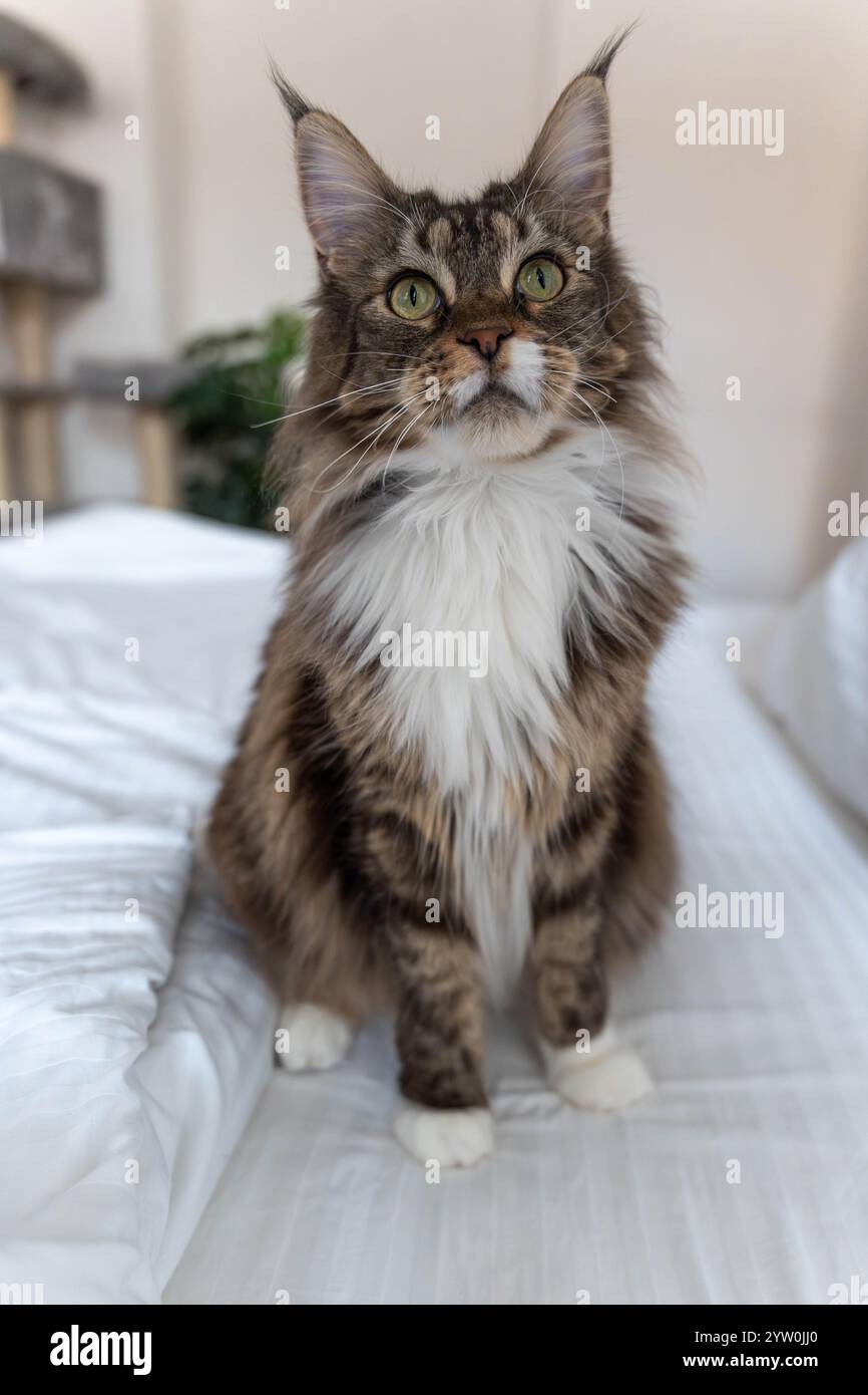 Maincoon cat sitting on the bed Stock Photo - Alamy