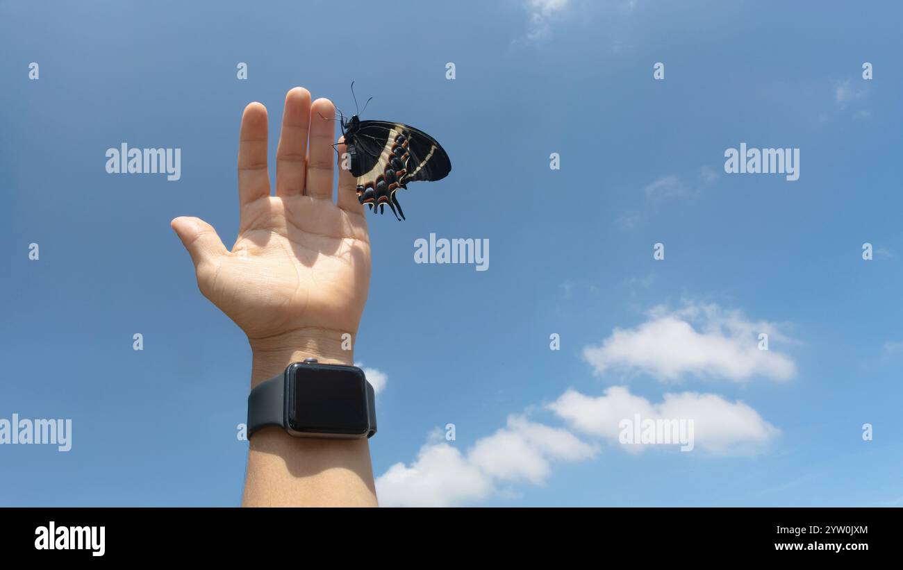 Butterfly lands gracefully on hi-res stock photography and images - Alamy