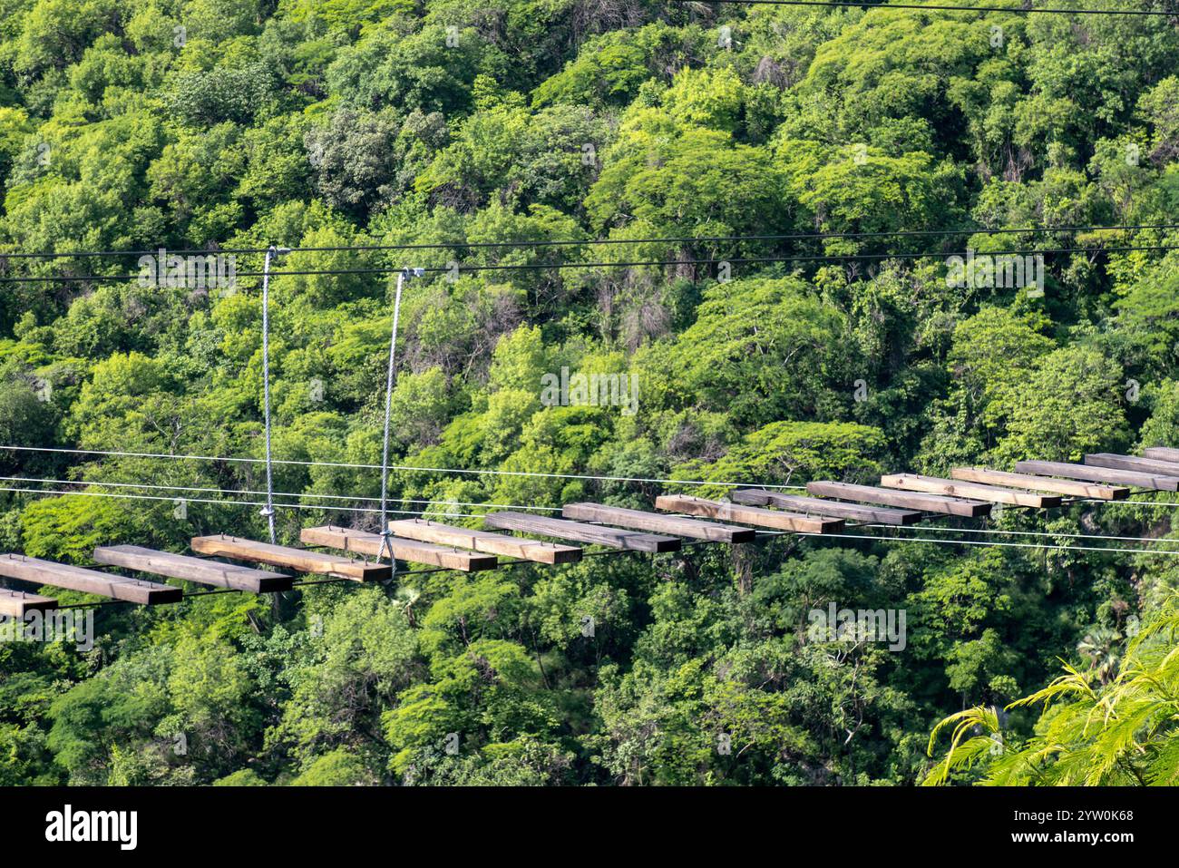 A rustic wooden bridge stretches across a vibrant green forest ...