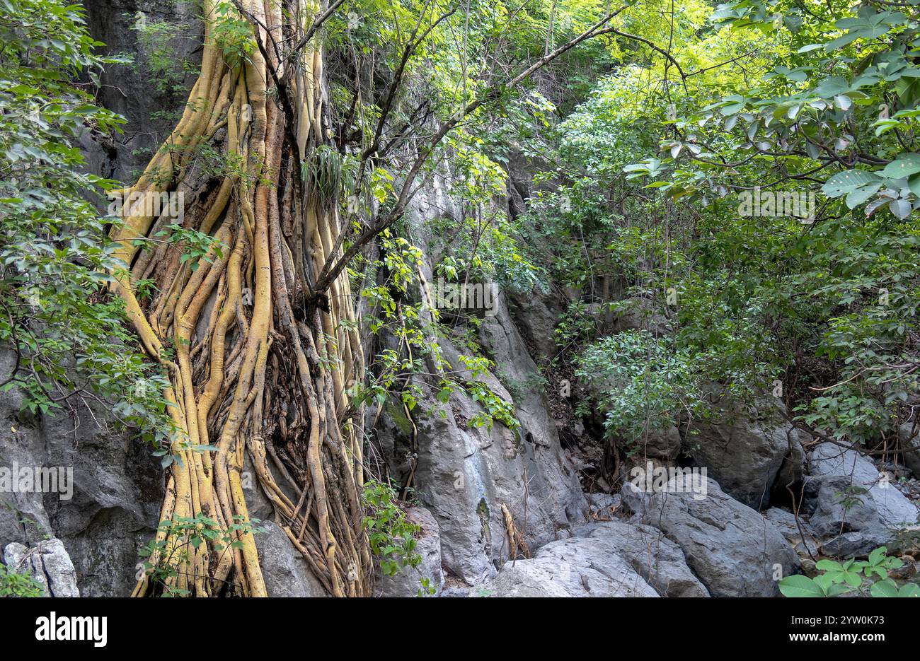 Twisting tree roots hi-res stock photography and images - Alamy