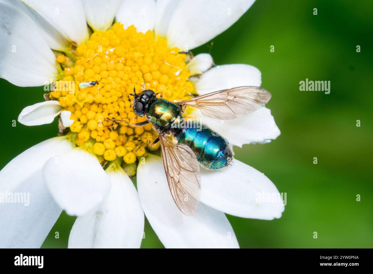 A colourful metallic blue and green fly feeding on a large yellow and ...