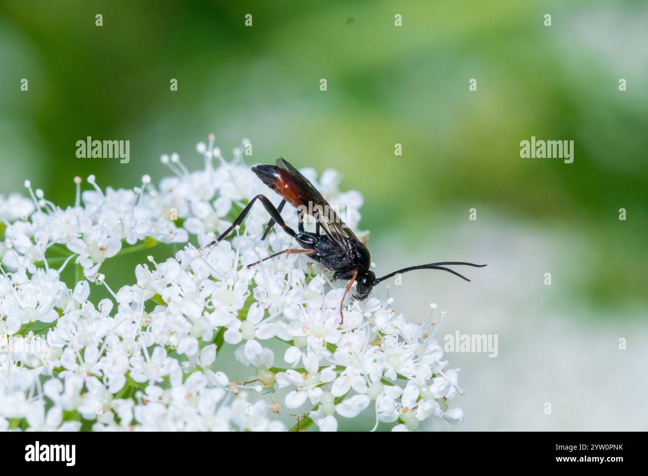 An unidentified solitary wasp with long antennae and a read and black ...