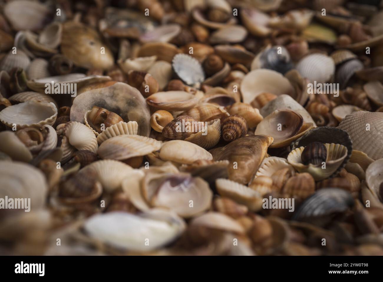 Ocean shells. Mollusk shells. Seashell background. Texture of the ...