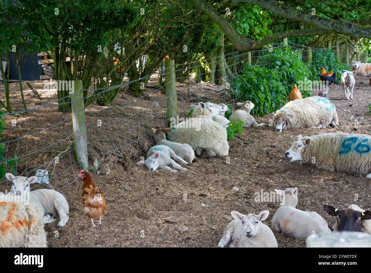 Uk farmyard spring hens hi-res stock photography and images - Alamy