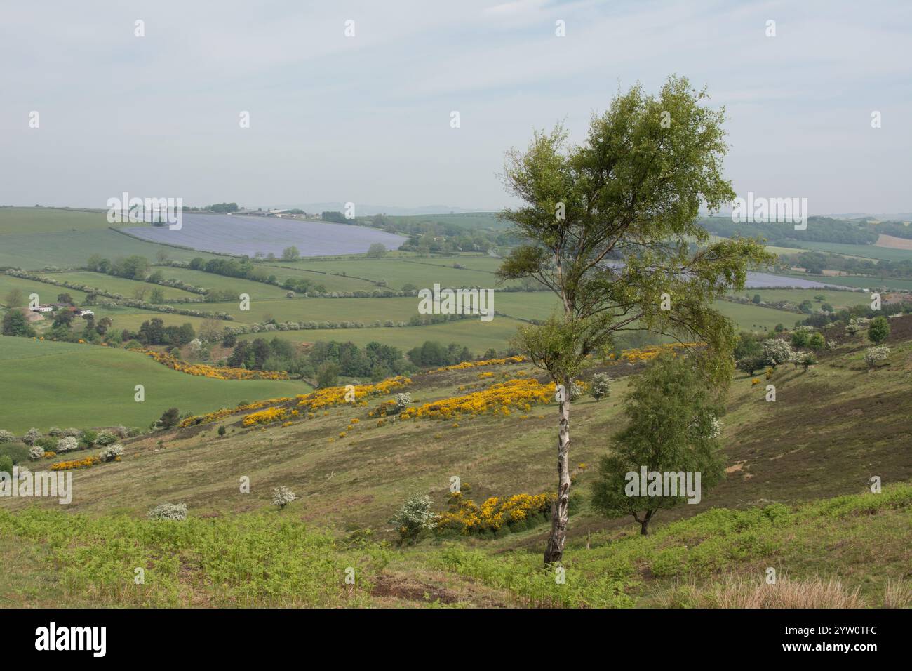 Landscape at Hedleyhope Fell nature reserve, County Durham, showing ...