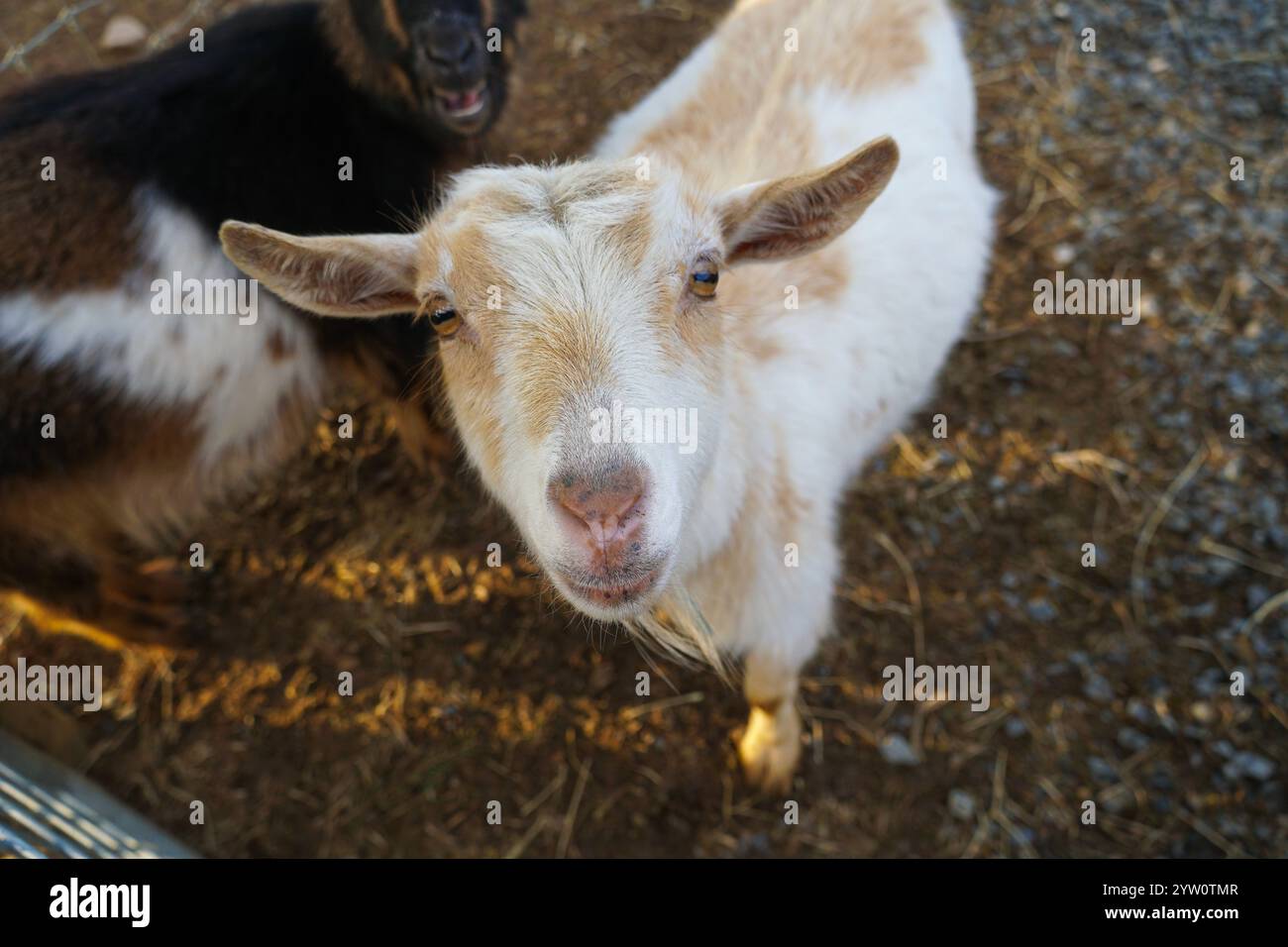 Goat staring at me hi-res stock photography and images - Alamy