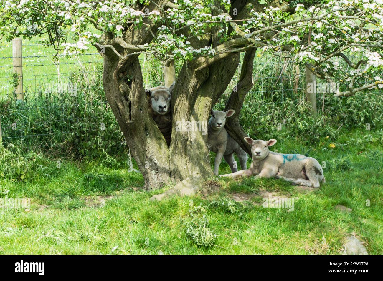 A trio of curious sheep (mother and lambs) peering out among the ...