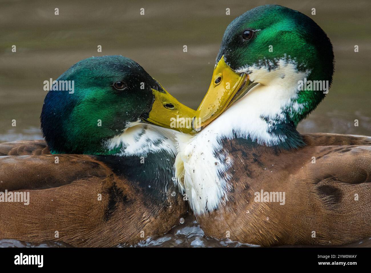 Two male ducks (possibly Mallards) rubbing beaks as friends or foes ...
