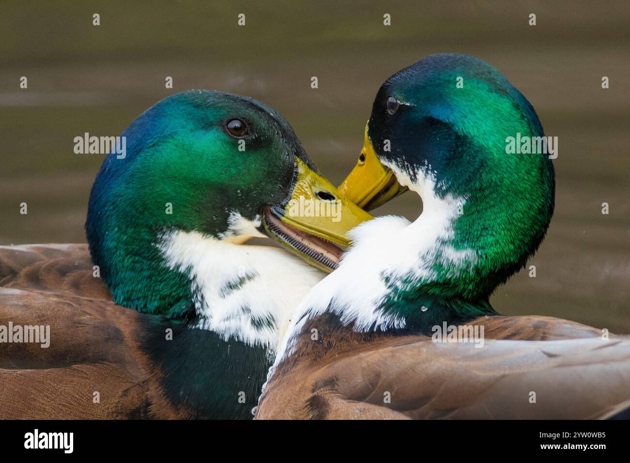 Two male ducks (possibly Mallards) rubbing beaks as friends or foes ...