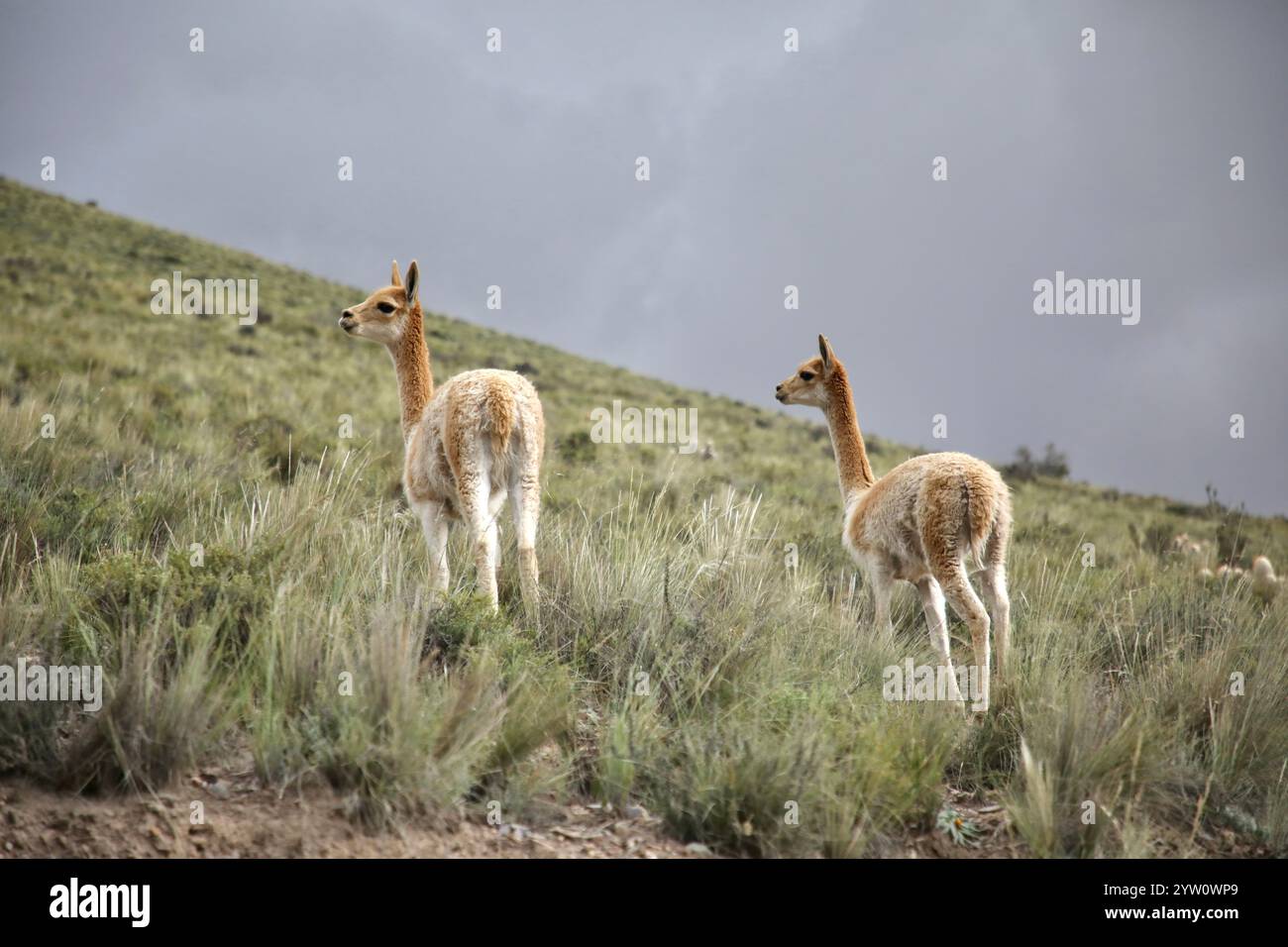 Two vicuñas (Lama vicugna) are seen on a high Argentinian plateau in ...
