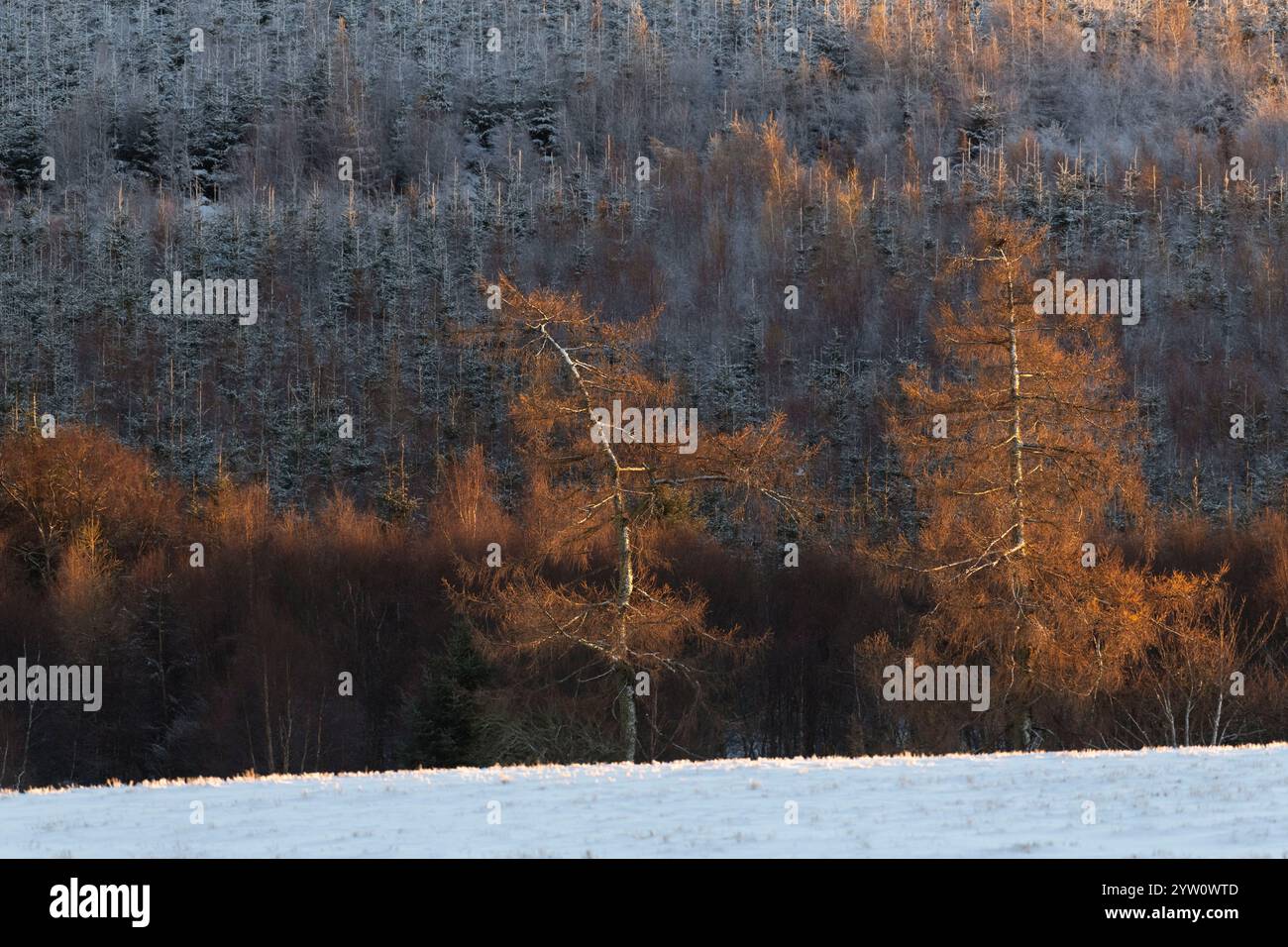 Larch Trees (Larix Decidua) Caught in Late Afternoon Sunshine in Winter ...