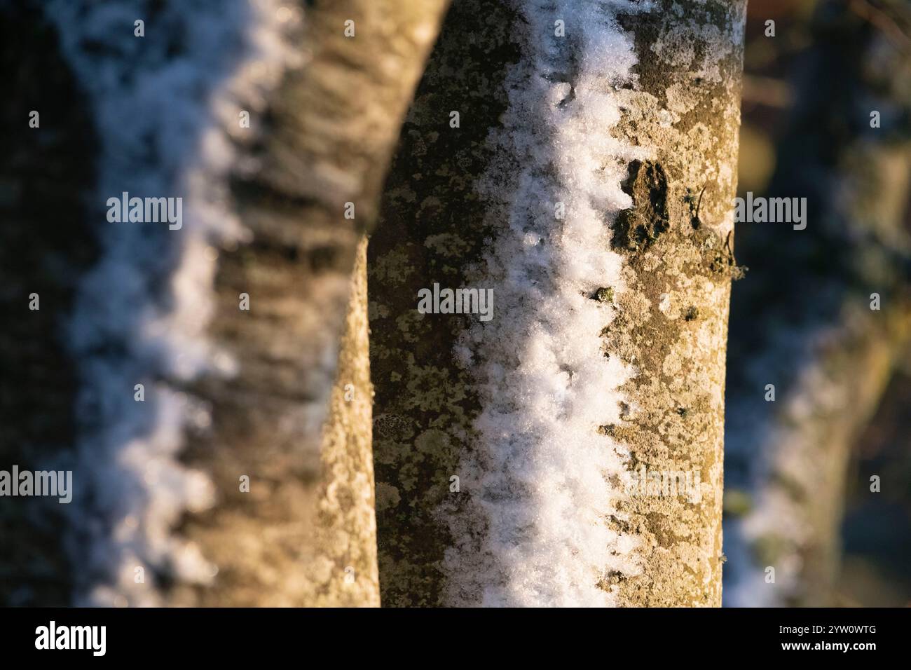 Trunks trees in winter hi-res stock photography and images - Alamy