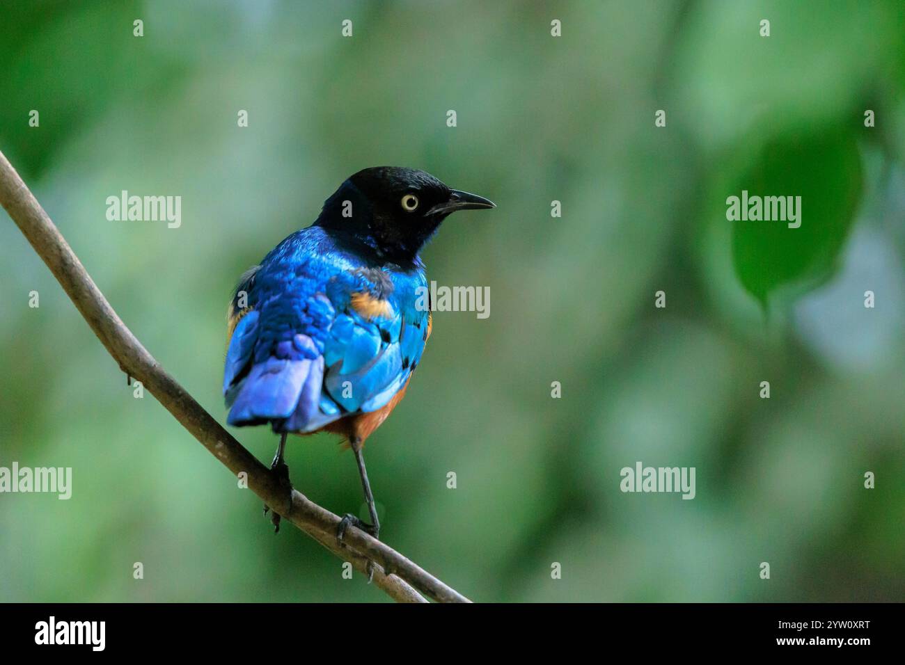 The superb starling Lamprotornis superbus is a member of the starling ...