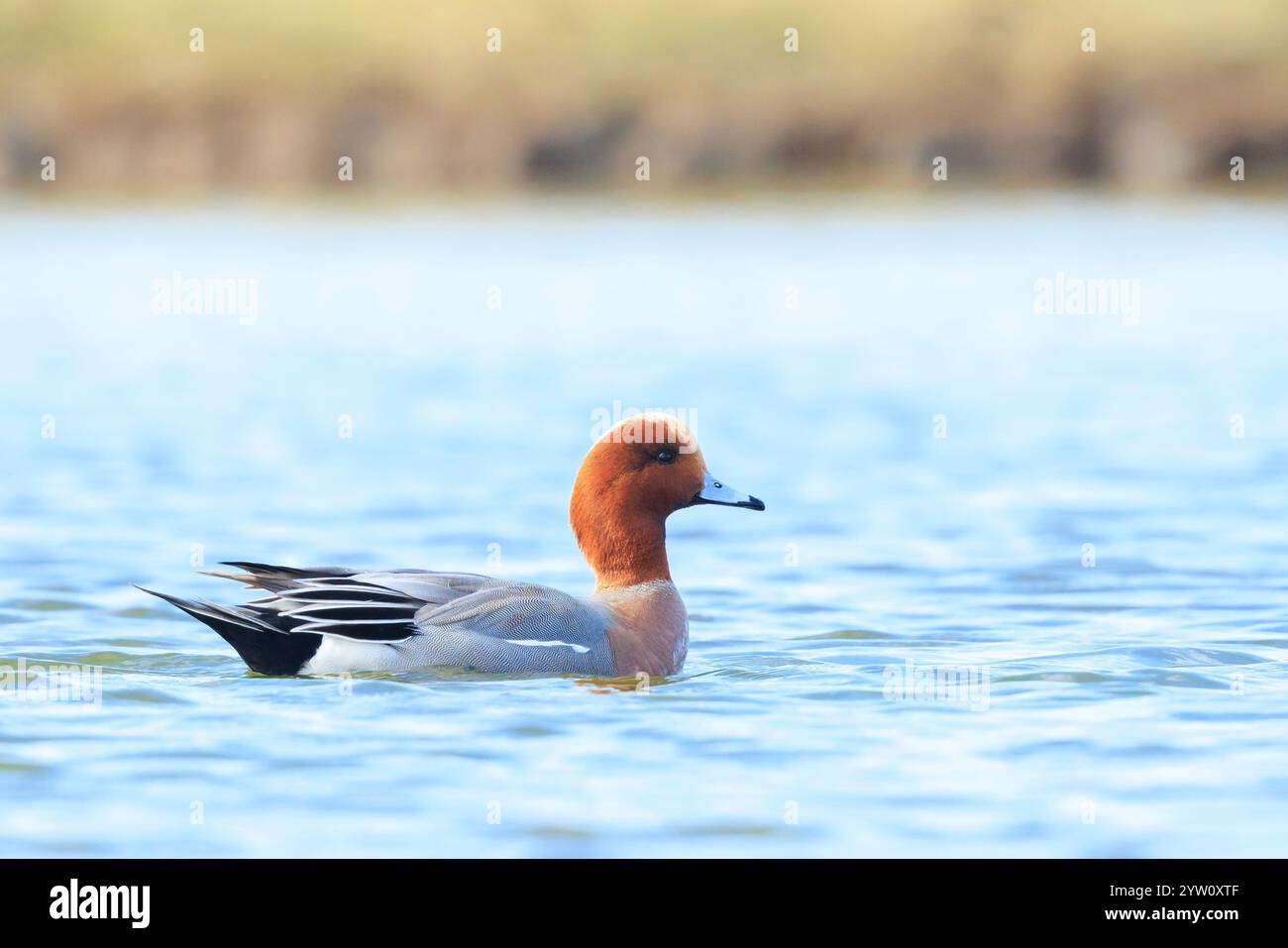 Eurasian wigeon bird hi-res stock photography and images - Alamy
