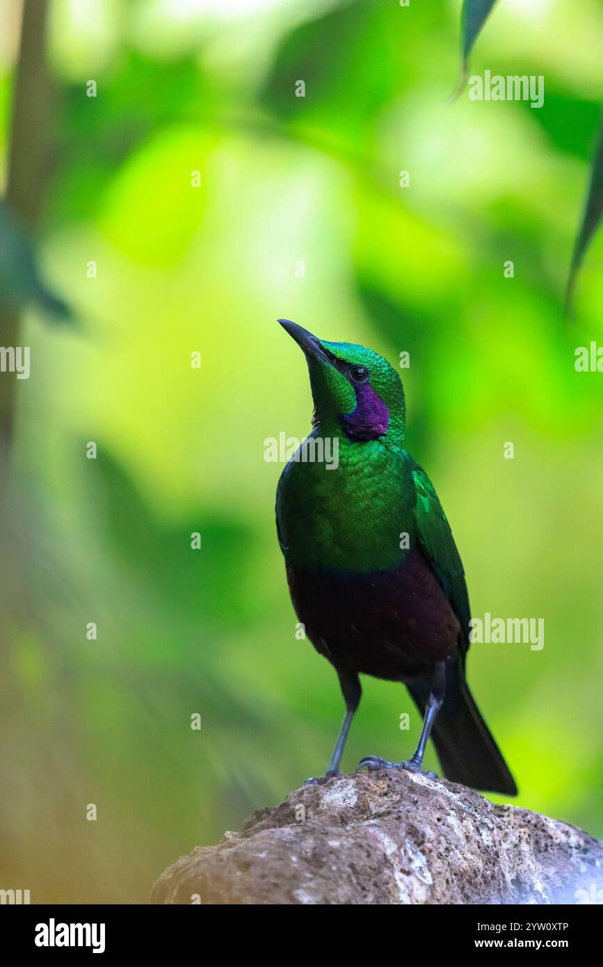 Closeup of a emerald starling, Lamprotornis iris, also known as the ...