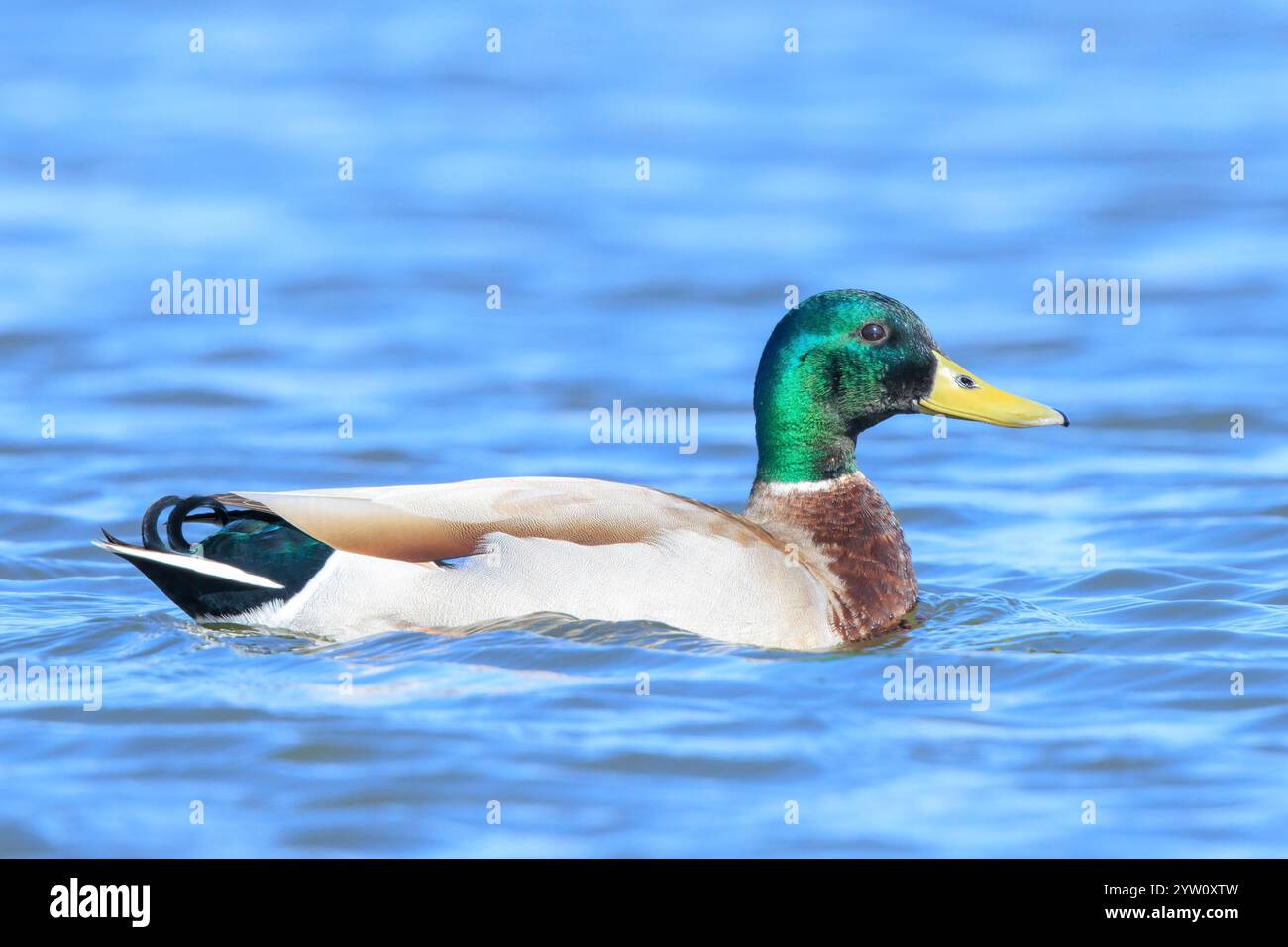 A male mallard dabling duck, Anas platyrhynchos, swimming towards the ...
