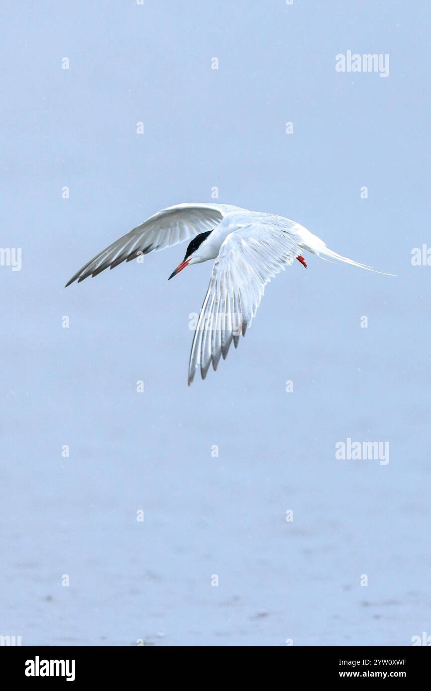 Common Tern, Sterna hirundo, in-flight while hunting for fish Stock ...