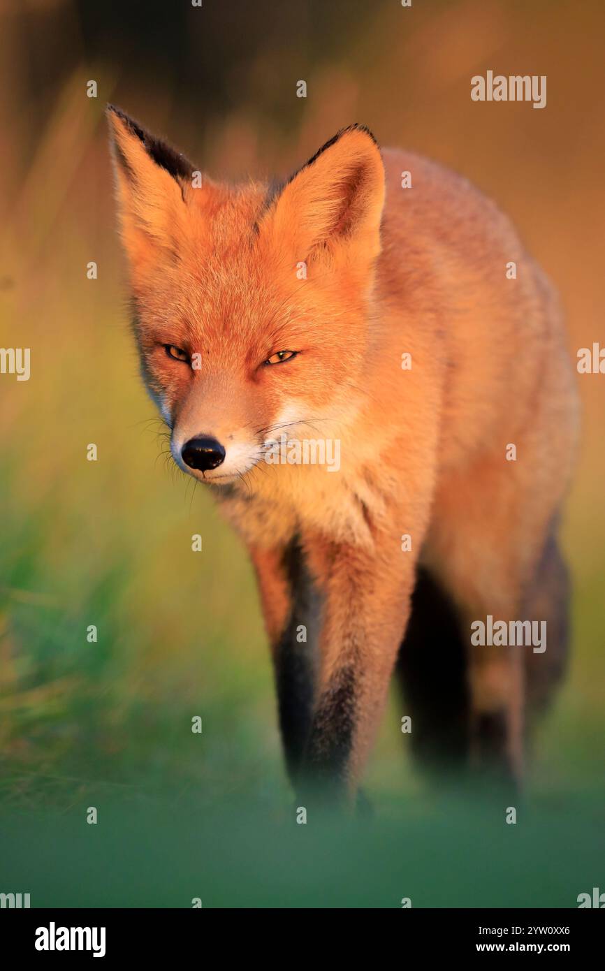 Fox during dawn hi-res stock photography and images - Alamy