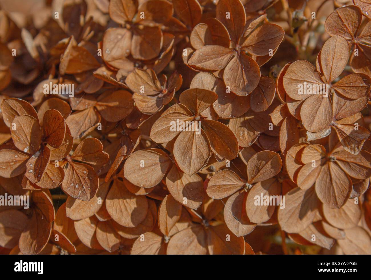 Dried Brown Hydrangea flowers close-up background. Botany plant natural ...