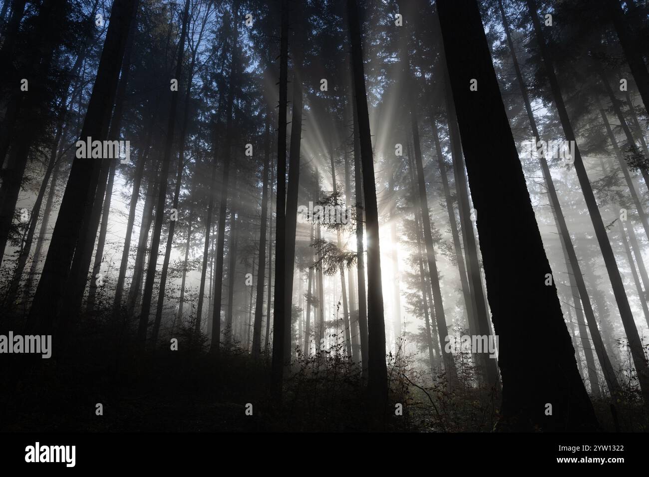 Rays of sunlight shining through fog in a forest Stock Photo - Alamy