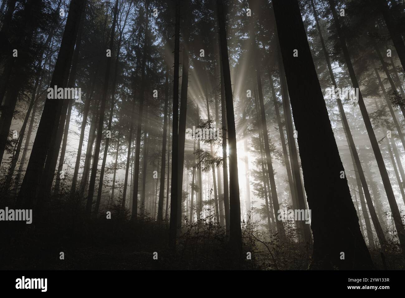 Light shining through fog hi-res stock photography and images - Alamy