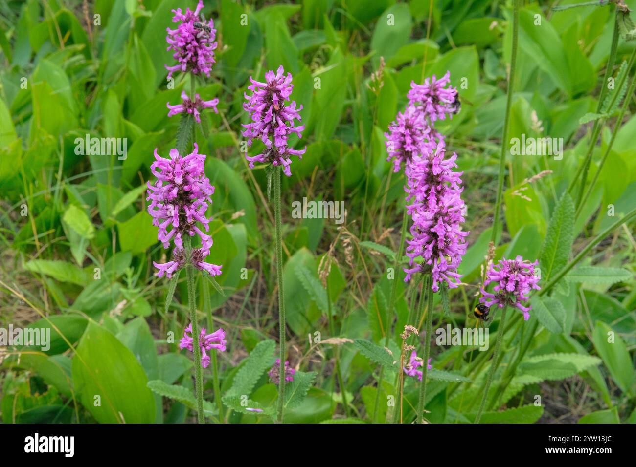 Betonica officinalis is cultivated as an ornamental plant. Nature ...