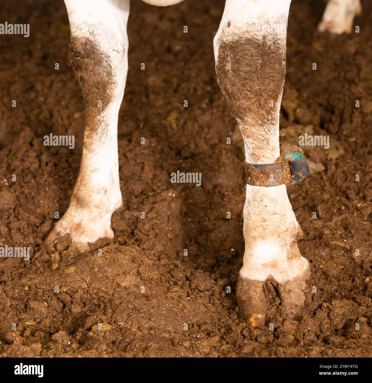 Calf's hooves in ground with bracelet on them Stock Photo - Alamy