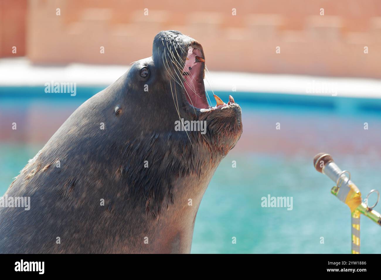 Singing Sea Lion in the Spotlight. Delphinrium. Animal show in a ...