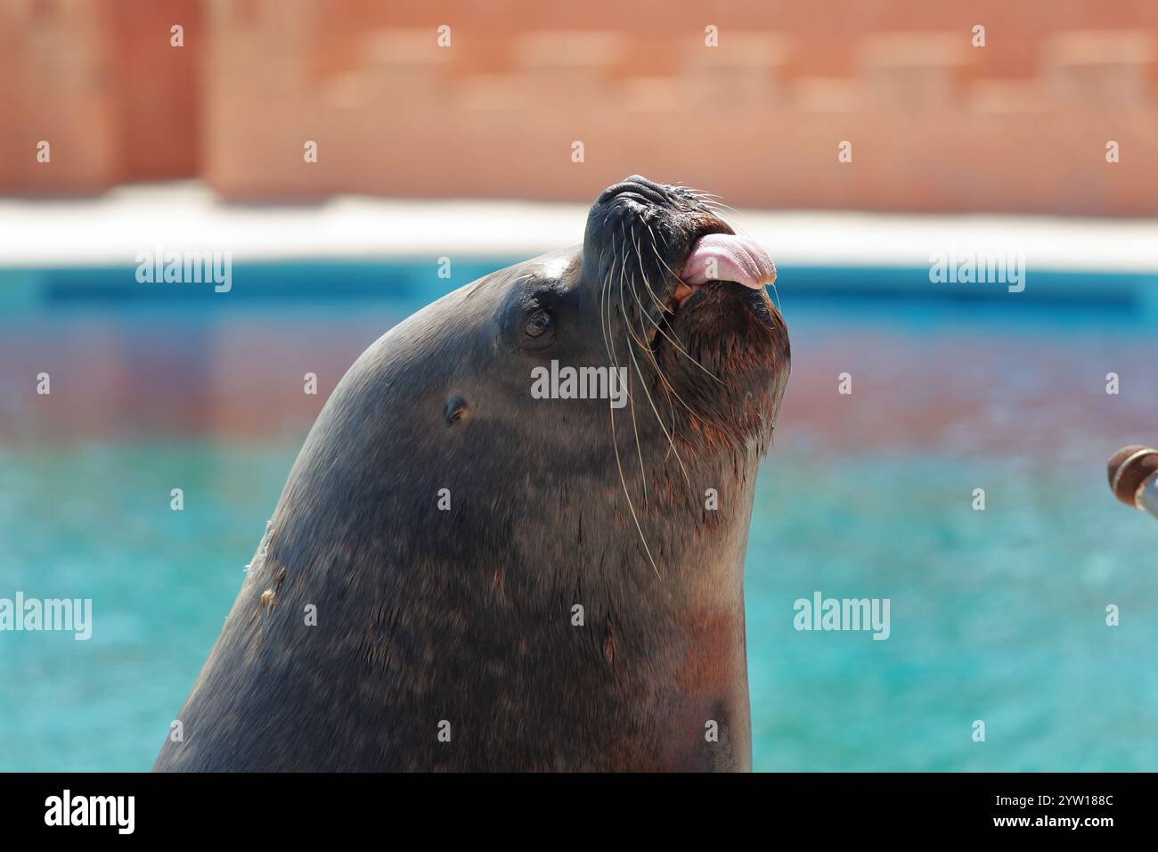 Singing Sea Lion in the Spotlight. Delphinrium. Animal show in a ...
