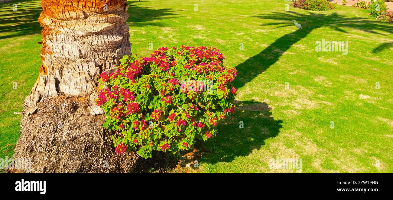 Beautiful bush near palm hi-res stock photography and images - Alamy