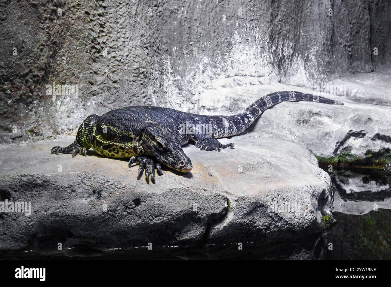 Large monitor lizard in a dark cave. Dangerous predator Stock Photo - Alamy