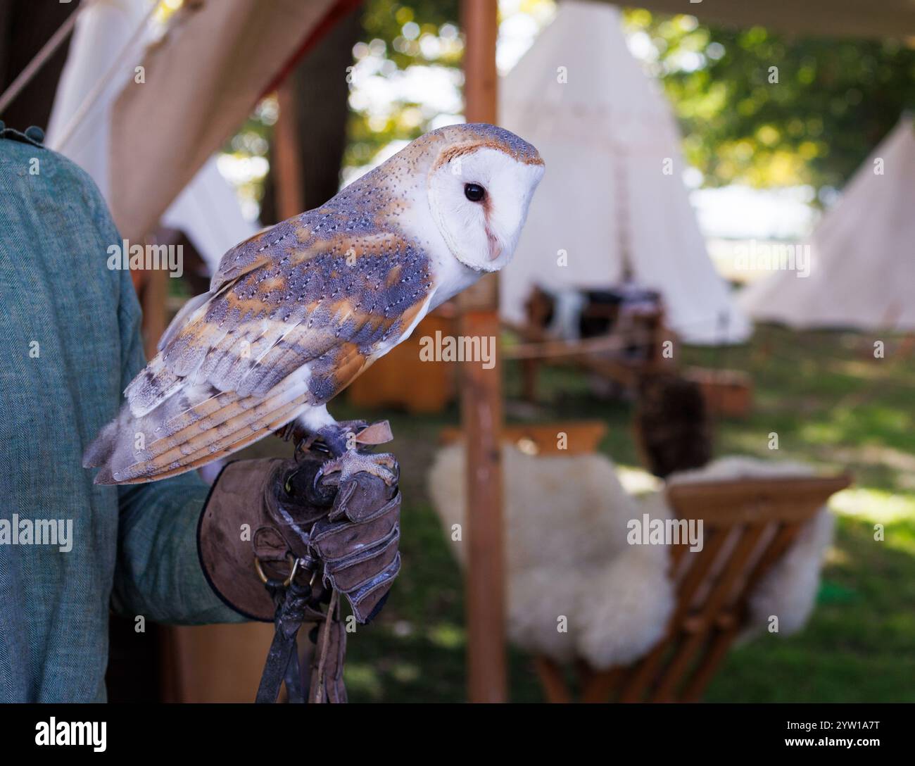 A falconer in medieval attire gently holds a white barn owl during an ...