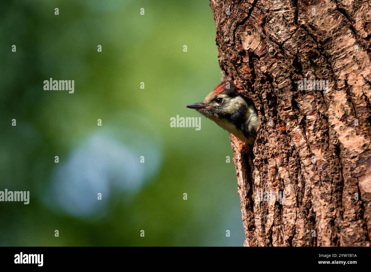 bird woodpecker chick peeking out of a hollow in a tree in a spring ...