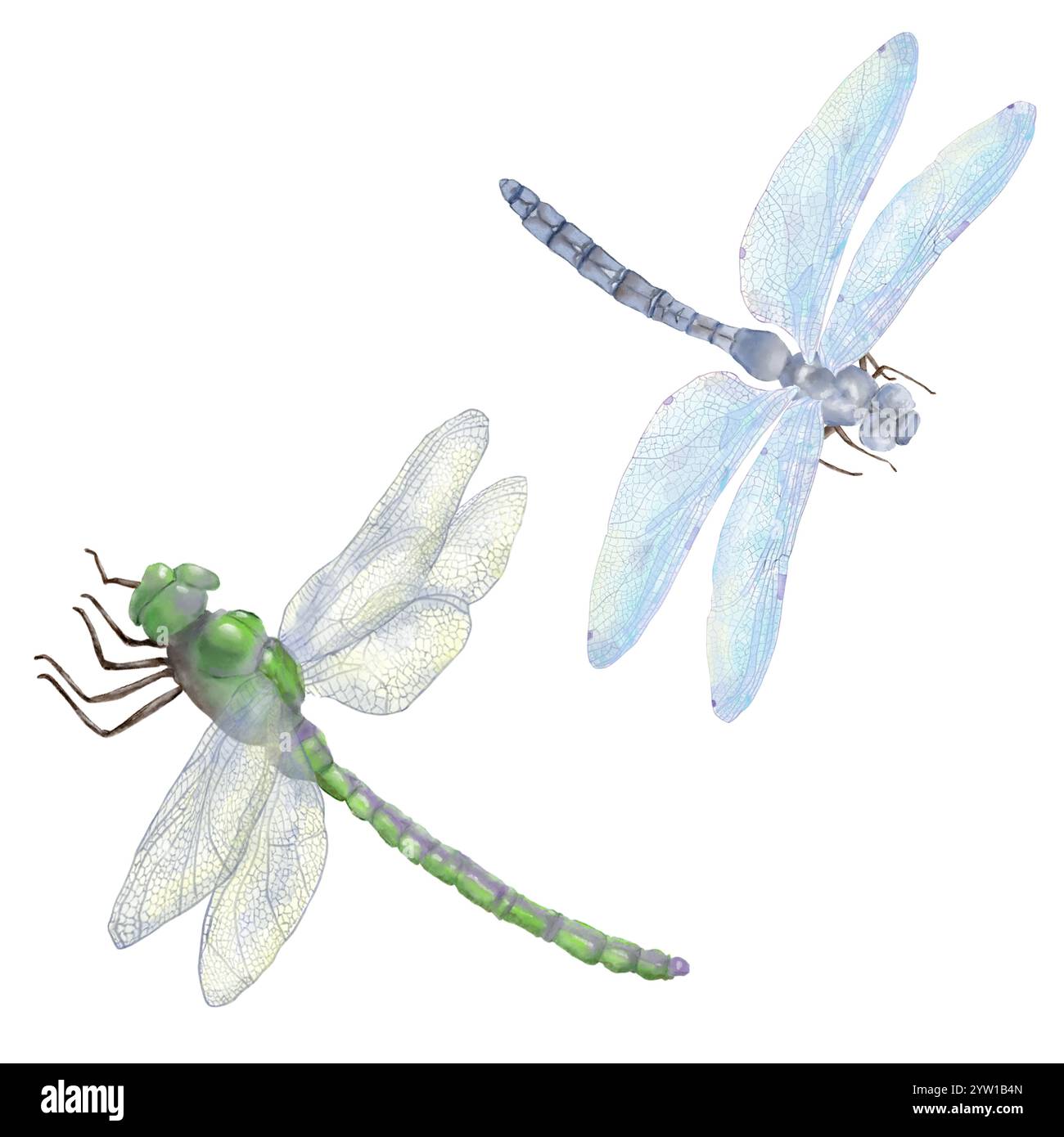 dragonflies, green and blue, with transparent wings in a set ...