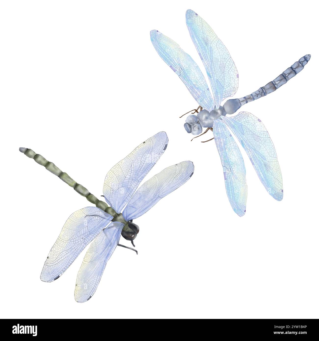 dragonflies, green and blue, with transparent wings in a set ...