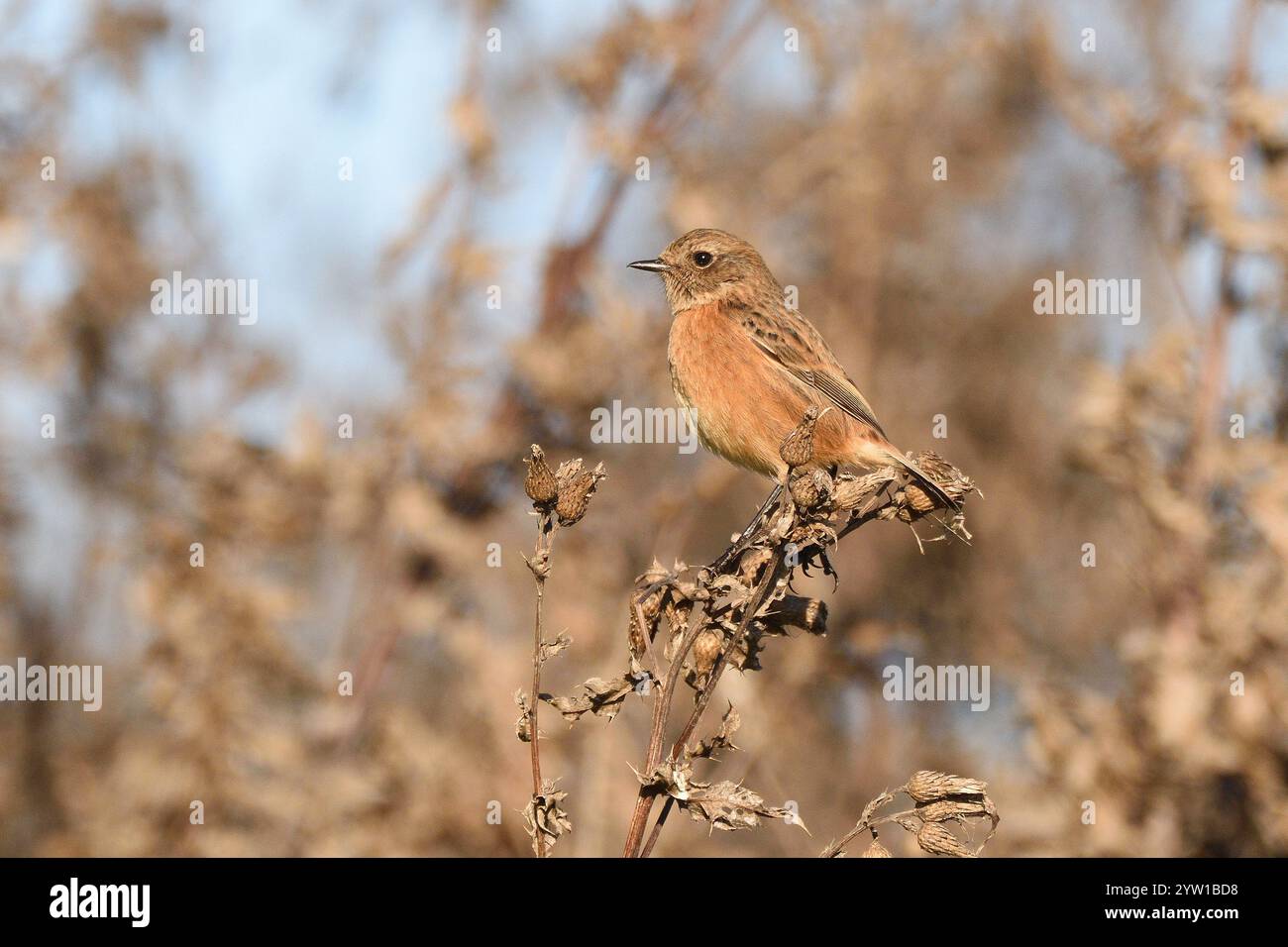 Female Stonechat perched on a dead thistle during winter. Hampstead ...