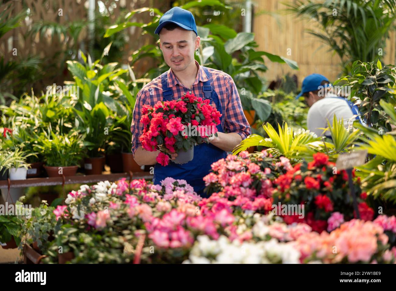 Azalea occidentalis hi-res stock photography and images - Alamy
