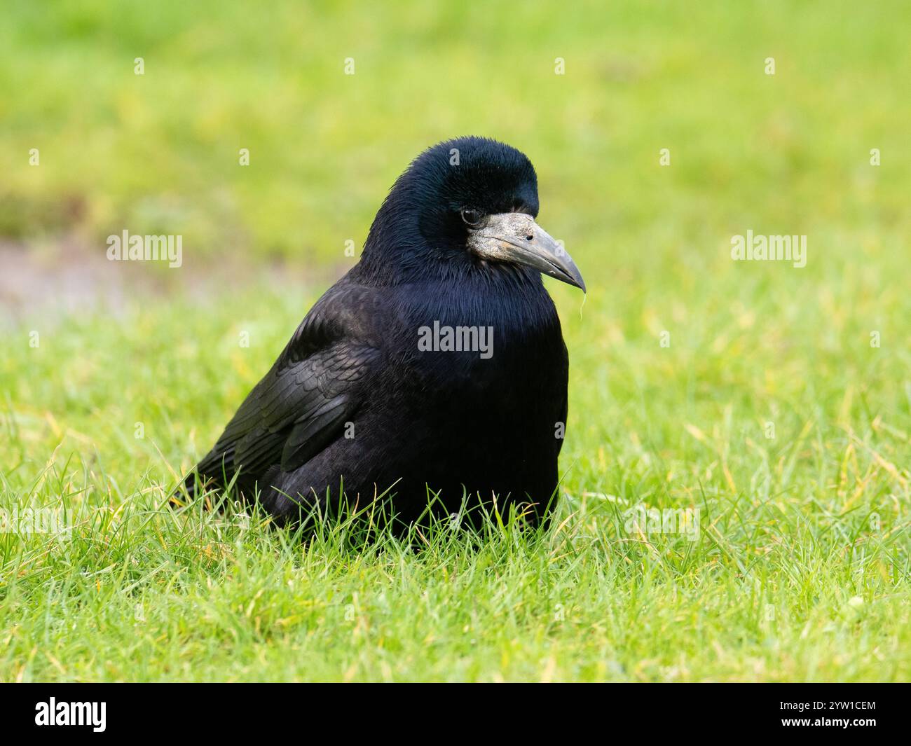 Portrait of a rook on the grass [ Corvus Frugilegus ] Stock Photo - Alamy