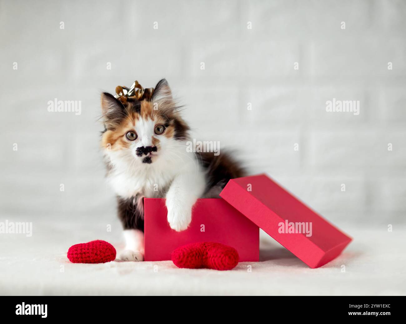 cute fluffy kitten sitting in red gift box with golden bow on head ...