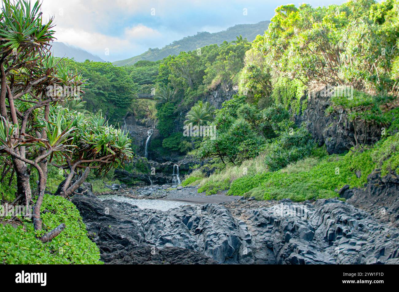 Hawaiian ecosystem hi-res stock photography and images - Alamy