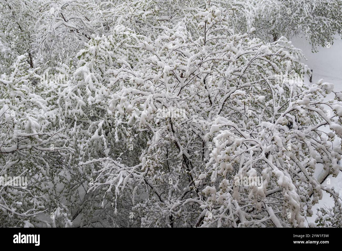 heavy snowfall in the city.view from the window Stock Photo - Alamy