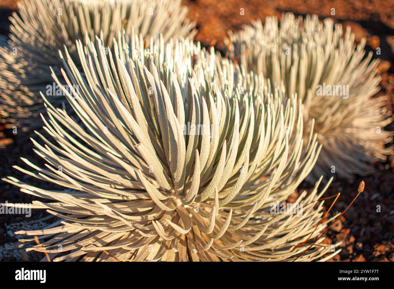 Haleakala Silversword, Maui, Hawaii Stock Photo - Alamy