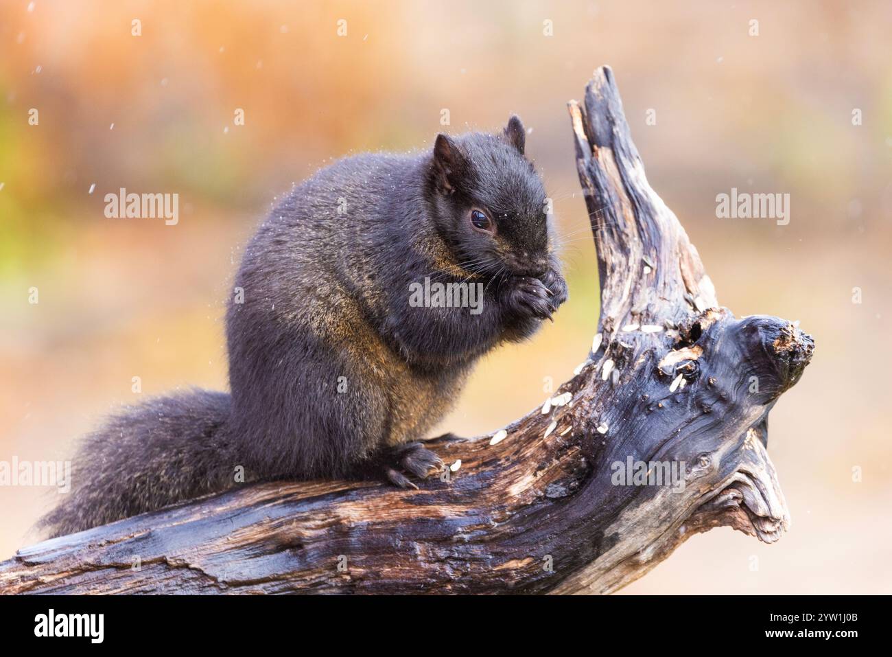 Black eastern gray squirrel (Sciurus carolinensis) in winter Stock Photo - Alamy