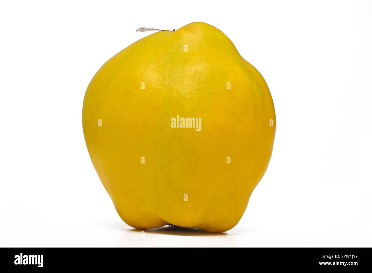 A bright yellow quince shows off its smooth skin and unique shape ...