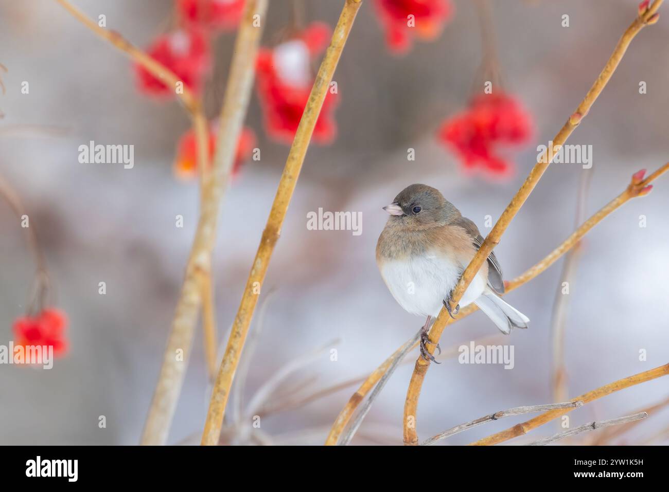 Pink-sided dark-eyed junco (Junco hyemalis) in winter Stock Photo - Alamy