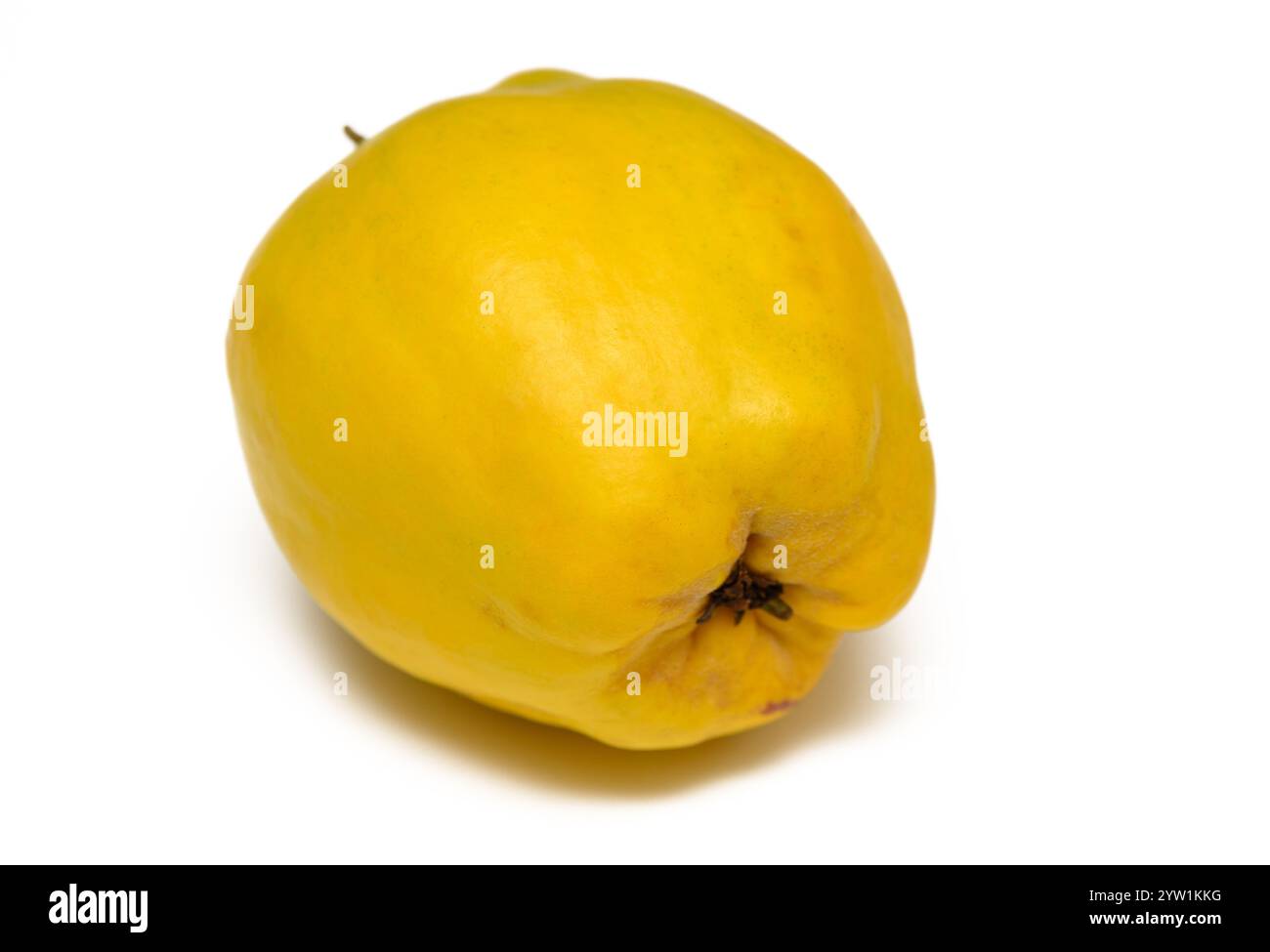 A ripe quince sits on a plain background, its glossy skin reflecting ...