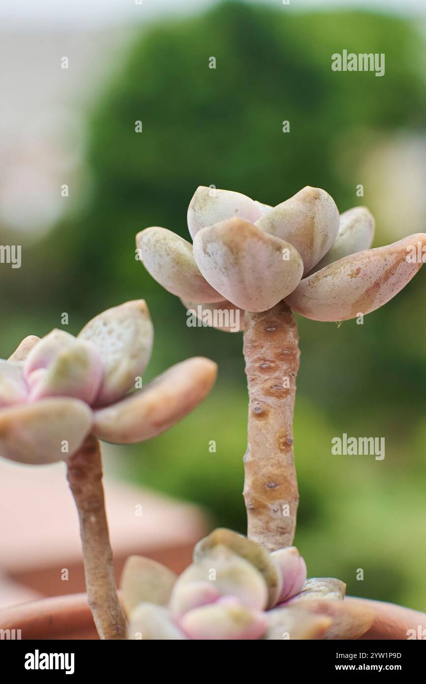 Succulent cactus plants that grow, adapting to the environment in ...