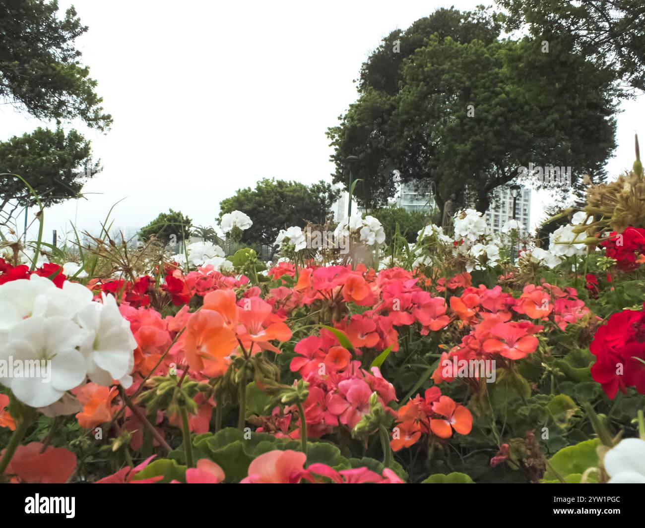 Flower garden of various colors in a popular park in the city of Lima ...