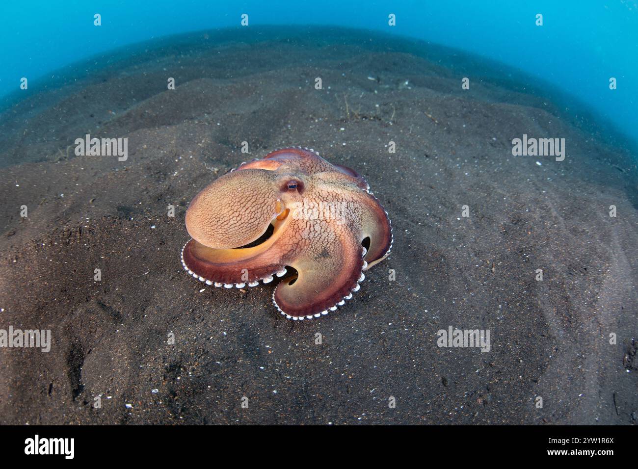 A Coconut octopus, Amphioctopus marginatus, crawls across the seafloor ...