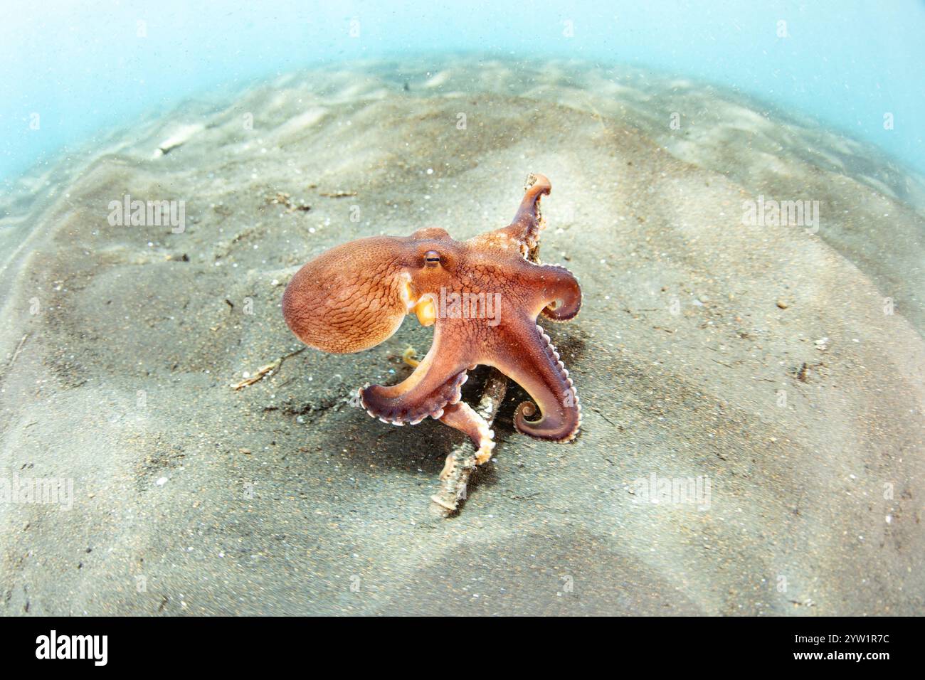 A Coconut octopus, Amphioctopus marginatus, crawls across the seafloor ...